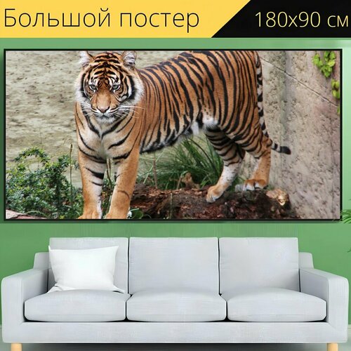Большой постер "Тигр, зоопарк, хищник" 180 x 90 см. для интерьера