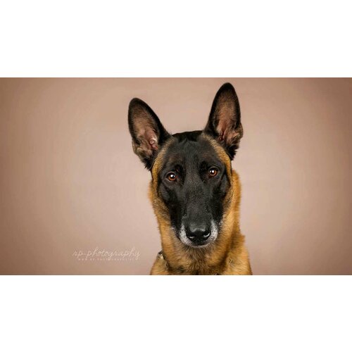 Картина на холсте 60x110 LinxOne "Собака" интерьерная для дома / на стену / на кухню / с подрамником