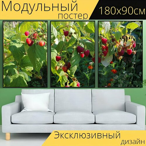 Модульный постер "Малина, ягоды, летом" 180 x 90 см. для интерьера