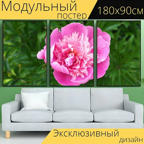 Модульный постер "Розовый, цветок, лето" 180 x 90 см. для интерьера