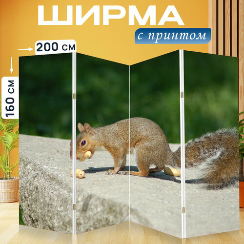 Ширма перегородка с принтом "Белка, грызун, животное" на холсте - 200x160 см. для зонирования, раскладная