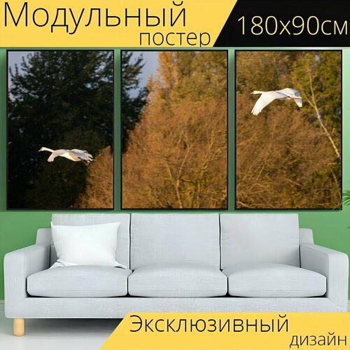 Модульный постер "Лебеди в полете, белые птицы, лебедь" 180 x 90 см. для интерьера