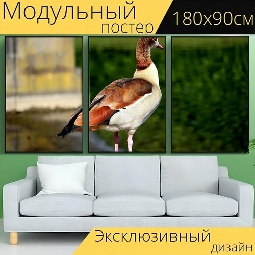 Модульный постер "Гусь, животное, птица" 180 x 90 см. для интерьера