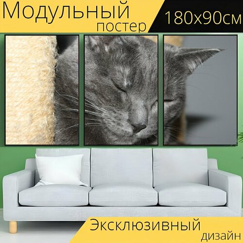 Модульный постер "Кошка, серый, кот" 180 x 90 см. для интерьера