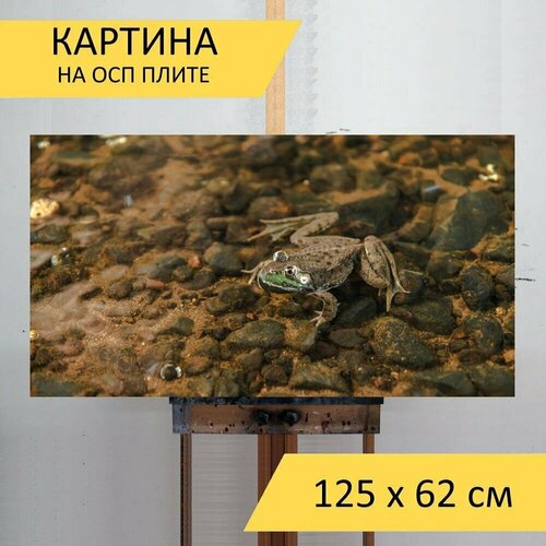 Картина на ОСП 125х62 см. "Лягушка, жаба, пруд" горизонтальная, для интерьера, с креплениями