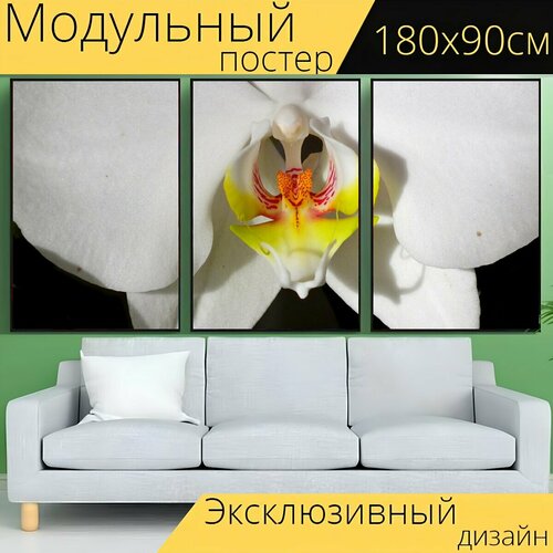 Модульный постер "Ятрышник, цветок, орхидея" 180 x 90 см. для интерьера