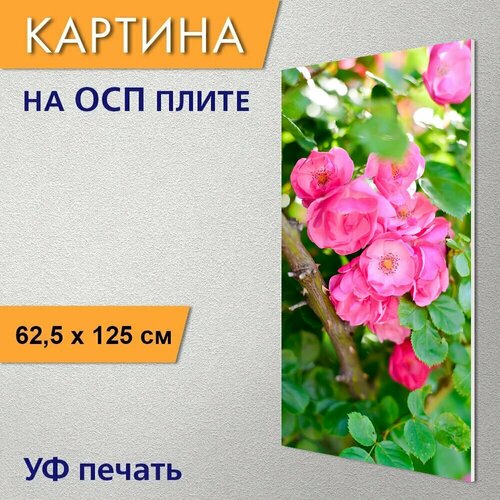 Вертикальная картина на ОСП "В начале лета, роуз, роза" 62x125 см. для интерьериа