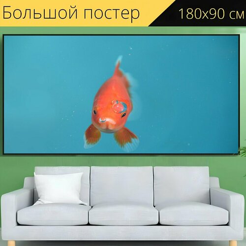Большой постер "Рыбы, золотая рыбка, красный" 180 x 90 см. для интерьера