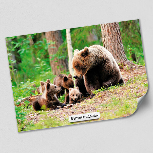 Интерьерный постер, анималистичный плакат "Бурый медведь" / А-4 (30x21 см.)