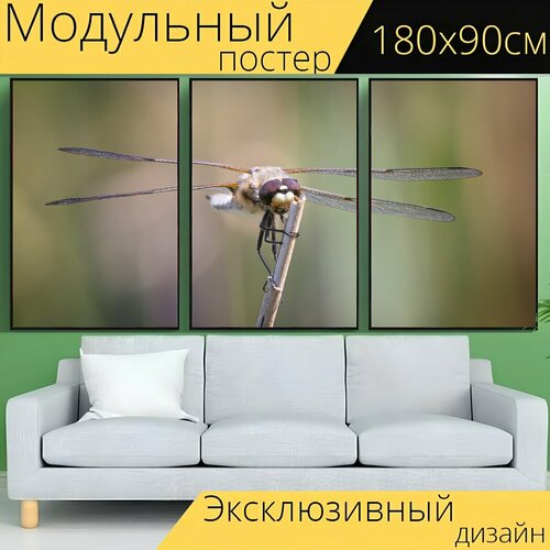 Модульный постер "Стрекоза, крылья, насекомое" 180 x 90 см. для интерьера