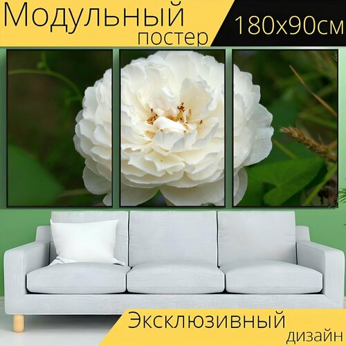Модульный постер "Роза, сад, цветок" 180 x 90 см. для интерьера