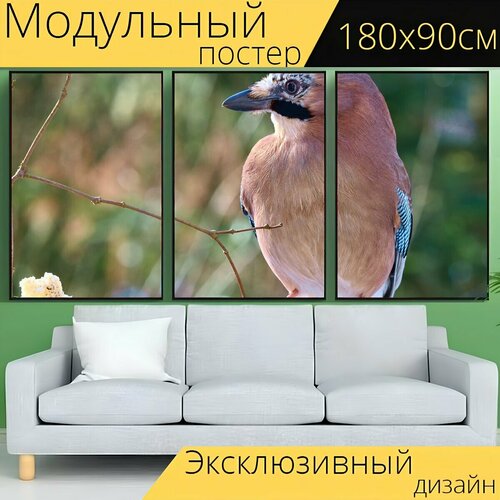 Модульный постер "Сойка, птица, животное" 180 x 90 см. для интерьера