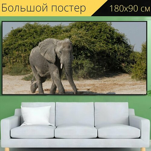 Большой постер "Слон, савути, ботсвана" 180 x 90 см. для интерьера