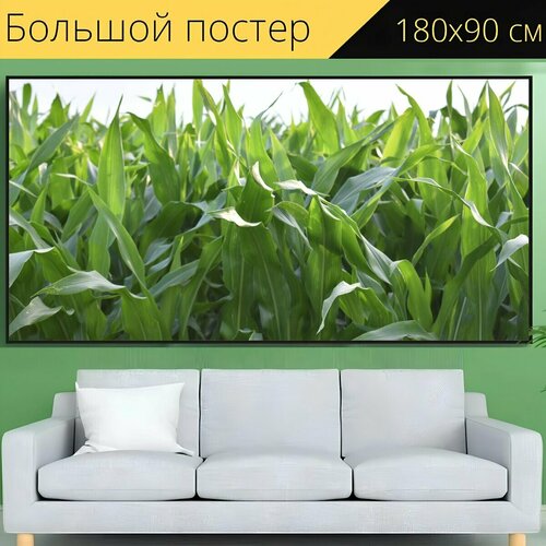 Большой постер "Кукурузное поле, кукуруза, поле" 180 x 90 см. для интерьера