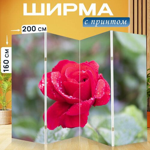 Ширма перегородка с принтом "Красная, роза, цветок" на холсте - 200x160 см. для зонирования, раскладная