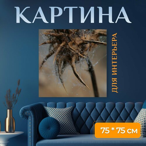 Картина на холсте "Паук, паукообразный, насекомое" на подрамнике 75х75 см. для интерьера