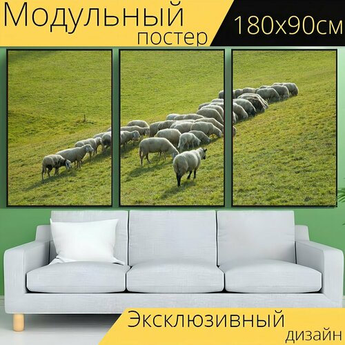Модульный постер "Овец, стадо, животные" 180 x 90 см. для интерьера