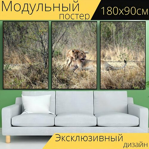 Модульный постер "Лев, львица, кения" 180 x 90 см. для интерьера