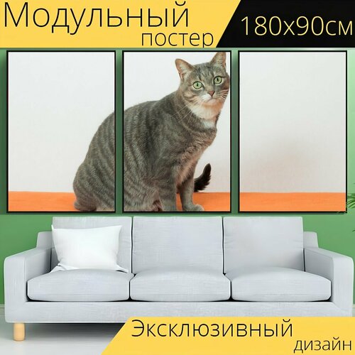 Модульный постер "Кошка, домашний питомец, студия" 180 x 90 см. для интерьера