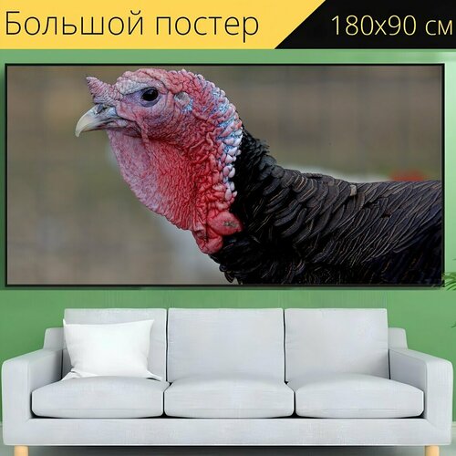 Большой постер "Турция, птица, домашняя птица" 180 x 90 см. для интерьера