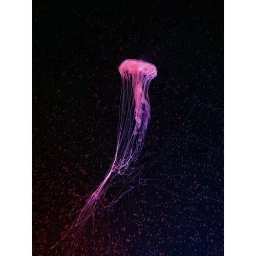 Плакат, постер на холсте Jellyfish/Медуза/искусство/арт/абстракция/творчество. Размер 42 х 60 см