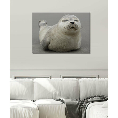 Картина - Морской котик, милый морской котик, ластоногий морской котик, морской котик хищник (20) 50х70