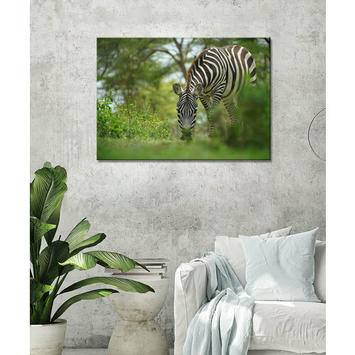 Картина - Зебра, полосатая зебра, красивая зебра, зебра в Африке (34) 20х30