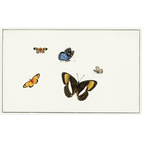 Плакат, постер на холсте Герман Хенстенбург-Пять бабочек. Размер 30 х 42 см