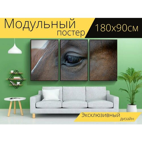 Модульный постер "Лошадь, глаз, лошади глаз" 180 x 90 см. для интерьера