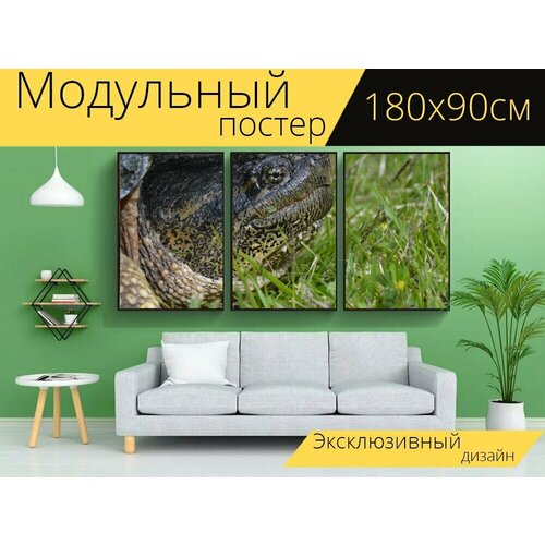 Модульный постер "Каймановая черепаха, черепаха, голова" 180 x 90 см. для интерьера