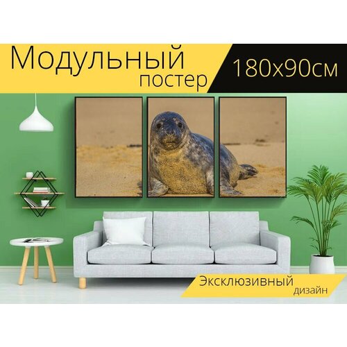 Модульный постер "Тюлень щенок, англия, пляж" 180 x 90 см. для интерьера
