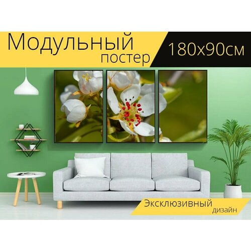 Модульный постер "Цветение груши, фруктовое дерево цветущие, закрывать" 180 x 90 см. для интерьера