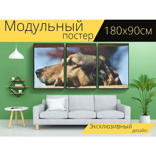 Модульный постер "Гибридный, собака, маленькая собака" 180 x 90 см. для интерьера