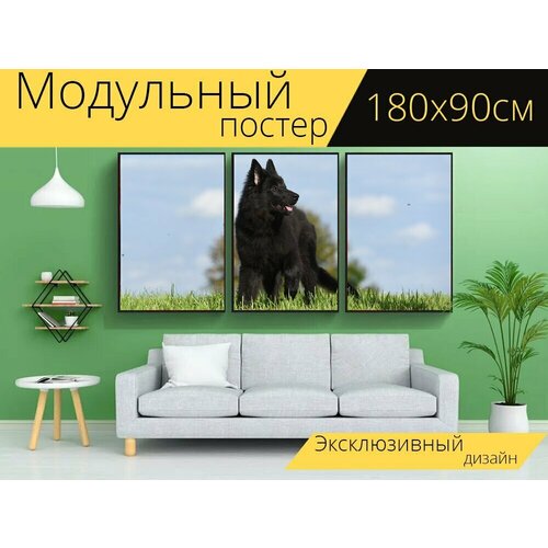 Модульный постер "Бельгийская овчарка, щенок, собака" 180 x 90 см. для интерьера