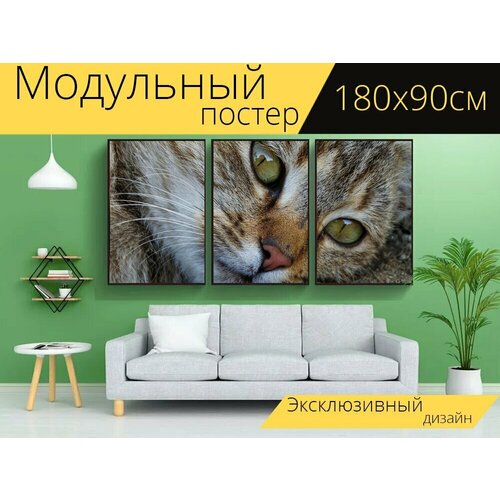 Модульный постер "Кот, лицо, животное" 180 x 90 см. для интерьера