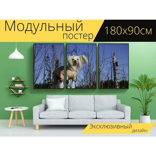 Модульный постер "Собака, китайская хохлатая, зима" 180 x 90 см. для интерьера