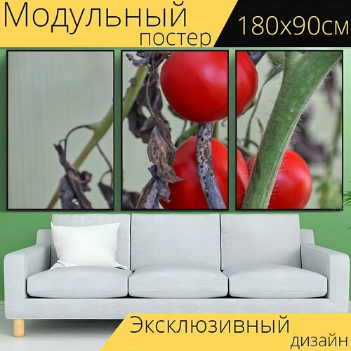 Модульный постер "Помидоры, овощи, свежий" 180 x 90 см. для интерьера