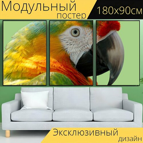 Модульный постер "Попугай, ара, птица" 180 x 90 см. для интерьера