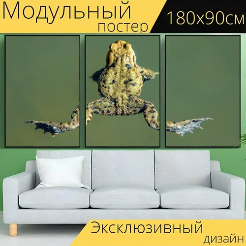 Модульный постер "Лягушка, амфибия, пруд" 180 x 90 см. для интерьера