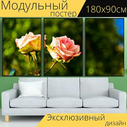 Модульный постер "Роза, белла, цветок" 180 x 90 см. для интерьера