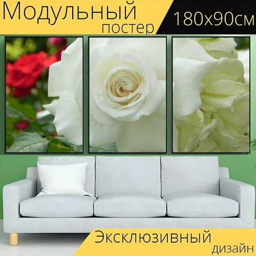 Модульный постер "Роза, белый, свадьба" 180 x 90 см. для интерьера