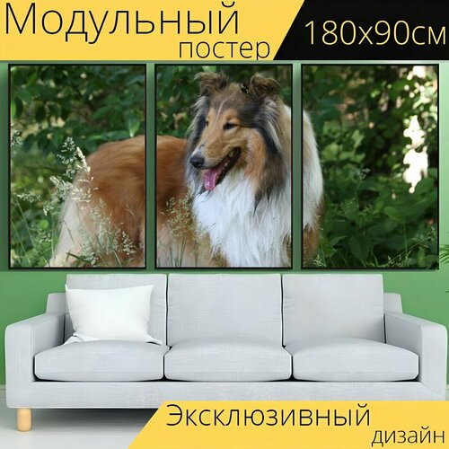 Модульный постер "Собака, овчарка, животные" 180 x 90 см. для интерьера