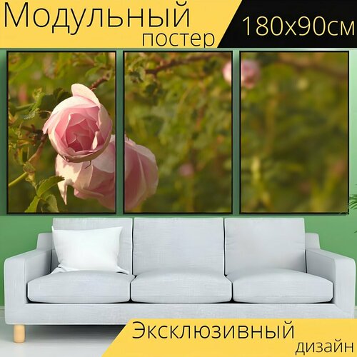Модульный постер "Роза, дикая роза, цвести" 180 x 90 см. для интерьера