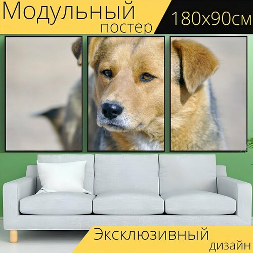 Модульный постер "Собака, портрет, домашний питомец" 180 x 90 см. для интерьера