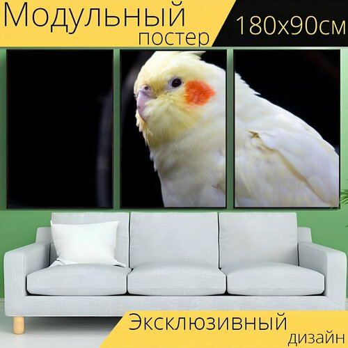 Модульный постер "Корелла, попугай, птица" 180 x 90 см. для интерьера