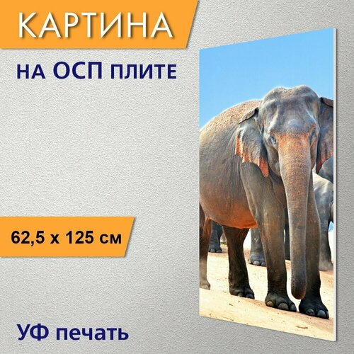 Вертикальная картина на ОСП "Индийский слон, слон, гигантский" 62x125 см. для интерьериа
