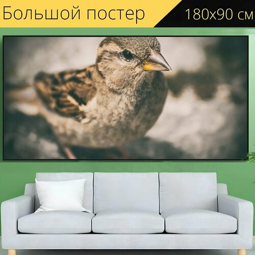 Большой постер "Воробей, птица, сперлинг" 180 x 90 см. для интерьера