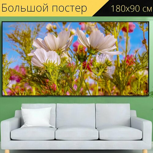 Большой постер "Космея, цветок, цвести" 180 x 90 см. для интерьера