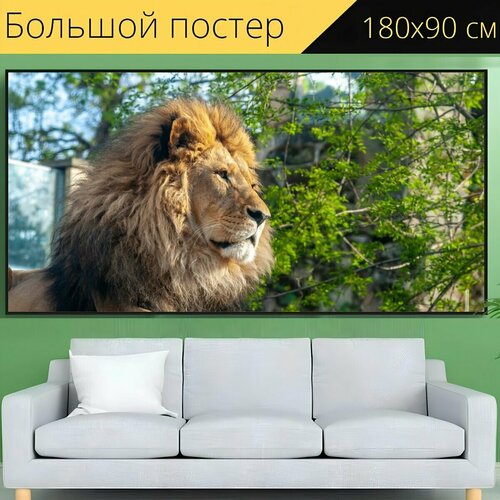 Большой постер "Лев, зоопарк, животное" 180 x 90 см. для интерьера