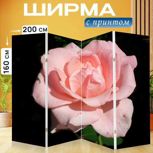 Ширма перегородка с принтом "Цветок, роуз, розовый" на холсте - 200x160 см. для зонирования, раскладная
